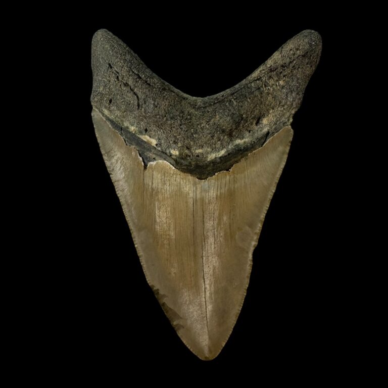 Realistic Value: 5 Expert Clues to Know How Much a Megalodon