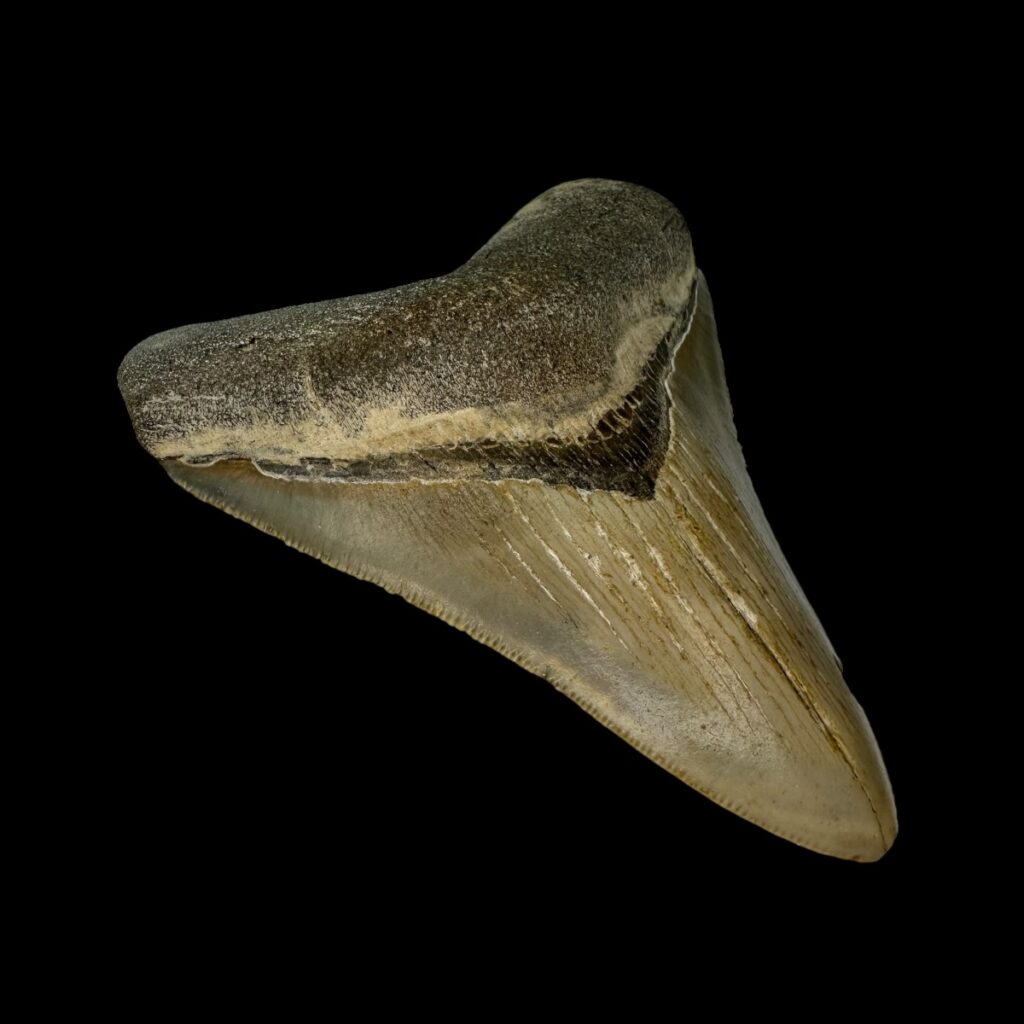 7 Essential Tips for Fossilized Shark Teeth Identification