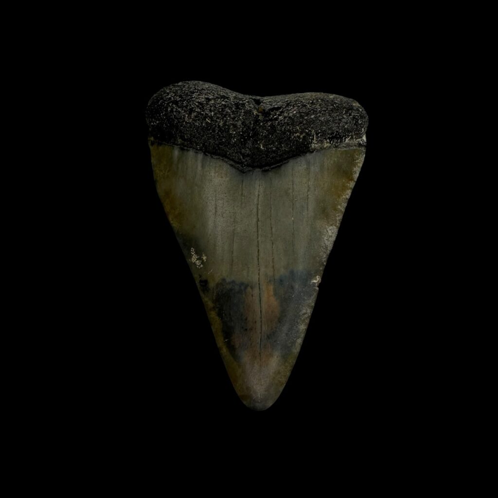 How to Identify Authentic Megalodon Teeth Fossils: A Complete Guide ...