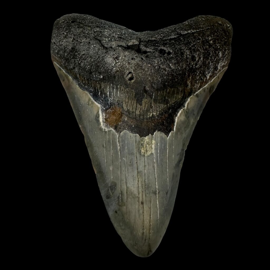 How to Identify Authentic Megalodon Teeth Fossils: A Complete Guide ...