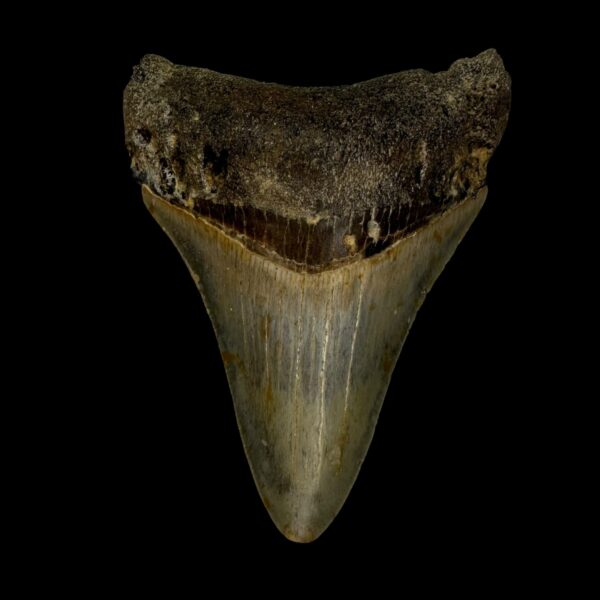 Megalodon Teeth Real vs Fake: 7 Signs to Spot the Difference