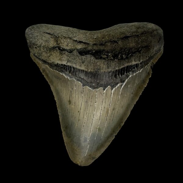 Megalodon Teeth Real vs Fake: 7 Signs to Spot the Difference