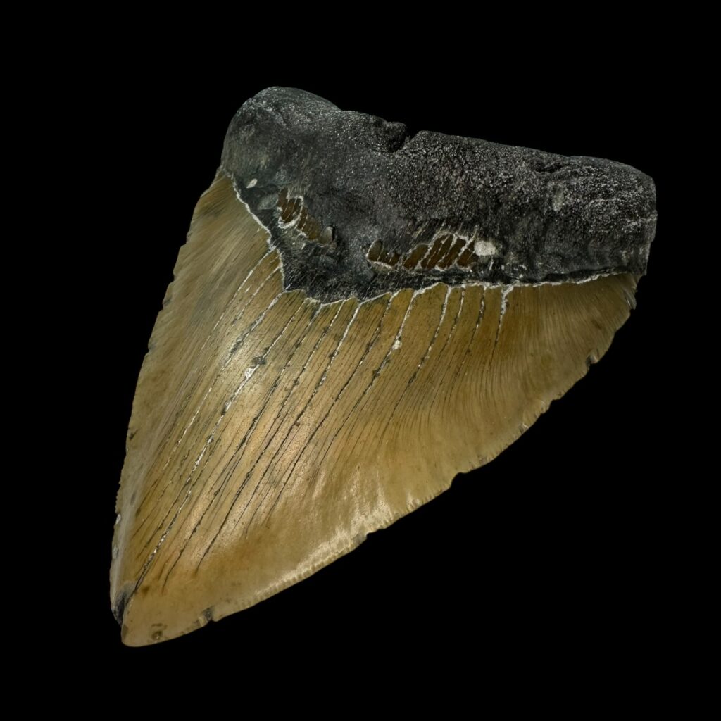 Megalodon Tooth Anatomy – Amazing Insightful 6-Part Guide