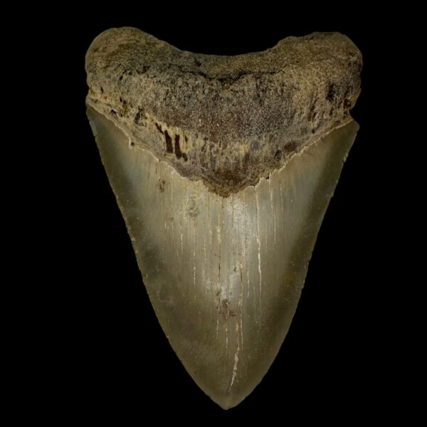 Megalodon Teeth Real vs Fake: 7 Signs to Spot the Difference