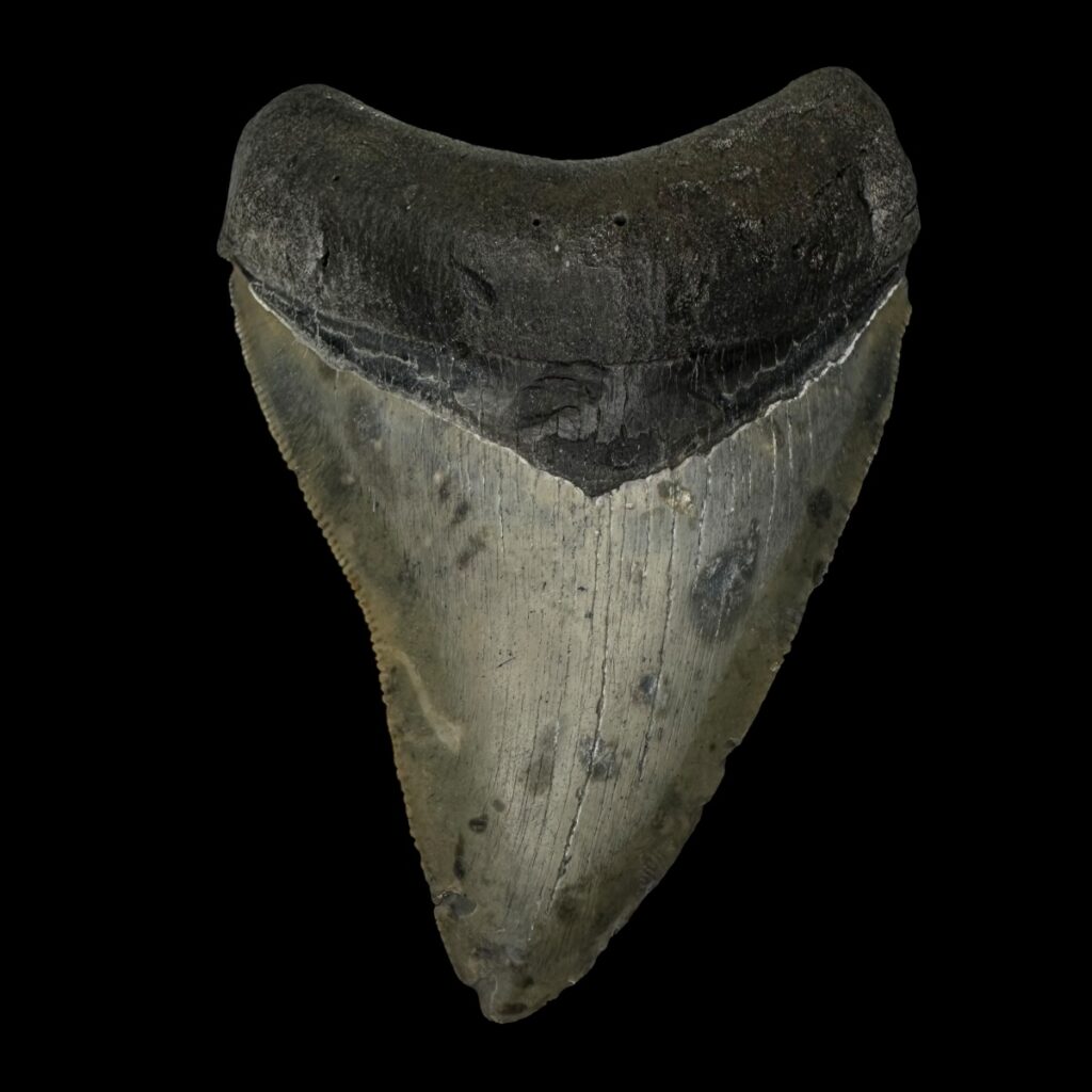 Analyzing 6 Fascinating Prehistoric Marine Ecosystems Through